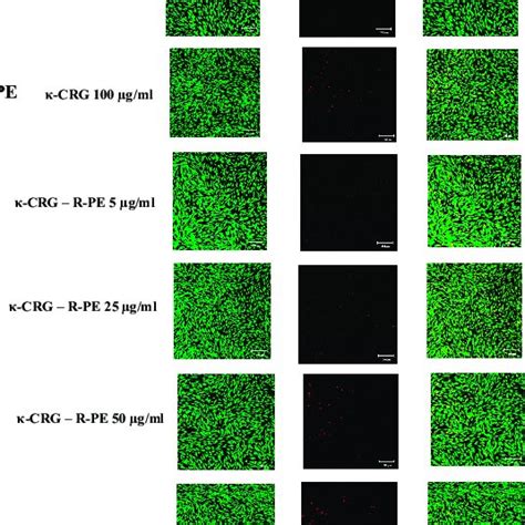Cell Viability Assay And Live Dead Cell Assay A Cytotoxicity Of Download Scientific Diagram