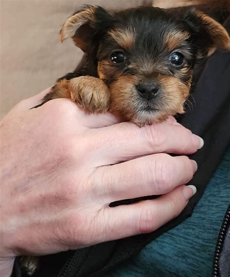 A New Addition To The Tiny Mouse House