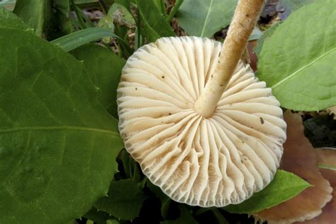 Marasmius Oreades Gruppo Amb Missaglia Lc