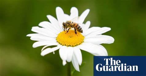 Hans Lak On Linkedin Uk May Approve Bee Killing Pesticide Despite