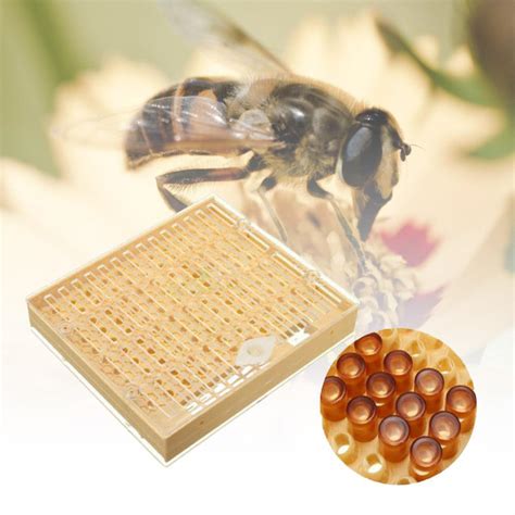 Bees Tools Cages King Queen Rearing Cup Kit System Grandado