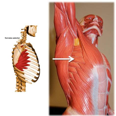 Serratus Anterior Muscle