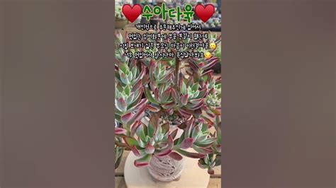 ♥️수아다육♥️ 다육이언니🤗 수아다육 부용 시집 가는날 다육이 다육식물 Succulent 多肉植物 반려식물