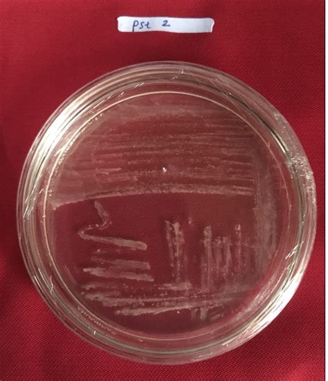 Balai Besar Perbenihan Dan Pelindungan Tanaman Perkebunan Medan