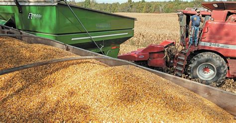 Government Clarifies Rules On Trade And Use Of Transgenic Corn Latin America News