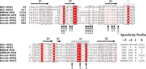 structure based sequence alignment and specificity profiles of lap and