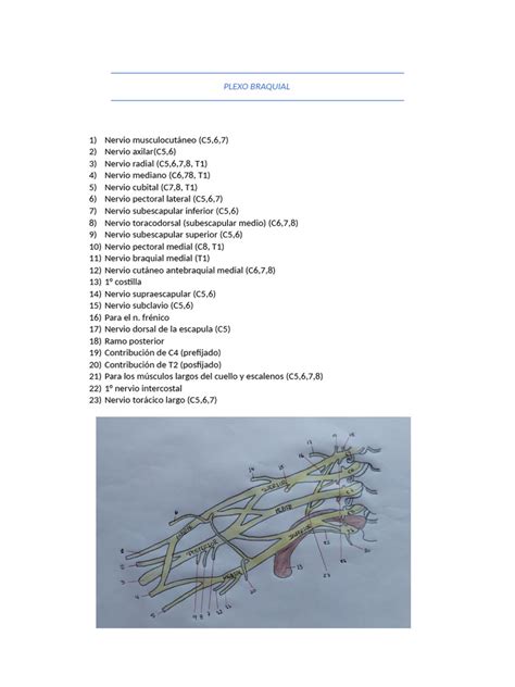 Plexo Braquial Pdf