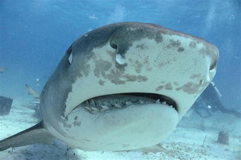 Scuba Diving Fascinates Sirl The Viking Vanguard