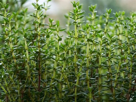 Common Thyme How Much Water And Light Does It Need To Thrive