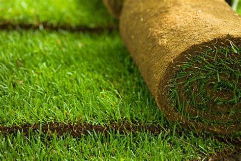 Tifgrand® Bermuda Shade Tolerant Bermuda Grass