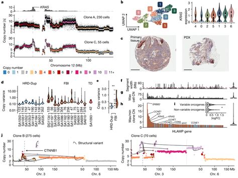 Single Cell Genomic Variation Induced By Mutational Processes In Cancer