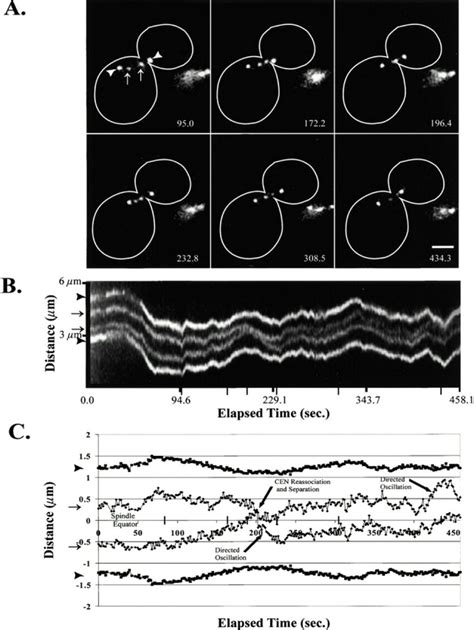 Centromere Proximal Spots Exhibited Dynamic Separation And Oscillations