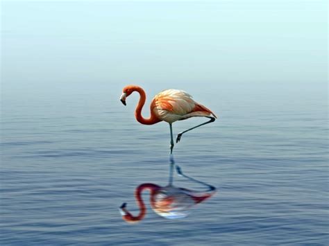 Розовый фламинго стоит на одной ноге в воде - обои для рабочего стола ...