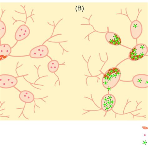 nanoparticles targeting metastatic lymph nodes a lm mapping agent