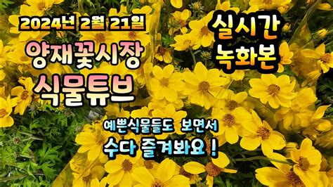 2024년 2월 21일 예쁜식물들 보면서 랜선으로 아이쇼핑하면서 수다즐겨봐요 양재꽃시장 식물튜브 식물아빠 Youtube