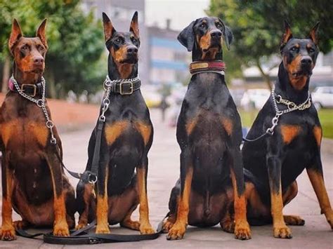 Tente Acertar A Raça Quizur