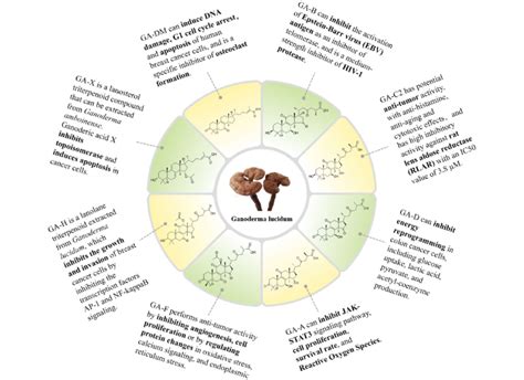 Structural Formula Of Common Ga Found In G Lucidum The Figure Shows Download Scientific