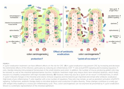 Figure 1 From Effects Of Helicobacter Pylori Infection On Intestinal Microbiota Immunity And