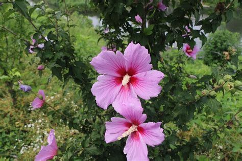 무궁화의 날을 아시나요 굴포천에 형형색색 무궁화 꽃