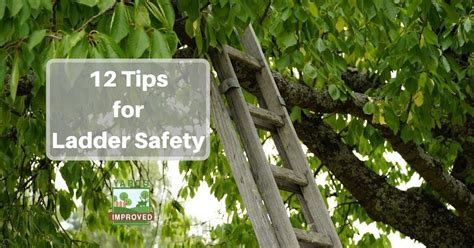 12 Ladder Safety Tips For Yard Work Yards Improved