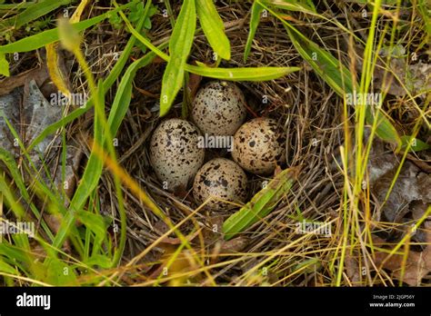 Spotted Sandpiper Actitis Macularius Nest With Eggs Along Middle Fork
