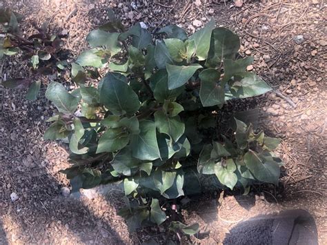 Plant Identification Guide Gardening Tips