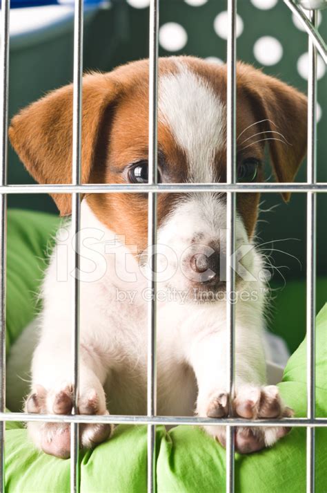 잭 러셀 테리어 스톡 사진 Freeimages