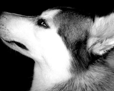 Скачать фотообои для рабочего стола Фото обои хаски для рабочего стола собака