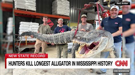 Worlds Longest Alligator Louisiana Sportsman