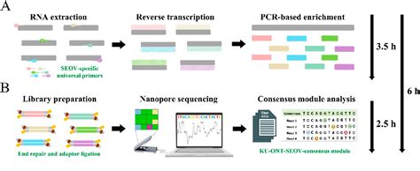 Pdf A Development Of Rapid Whole Genome Sequencing Of Seoul Orthohantavirus Using A Portable