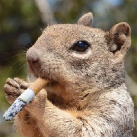 다람쥐 짤 대방출 실시간 베스트 갤러리