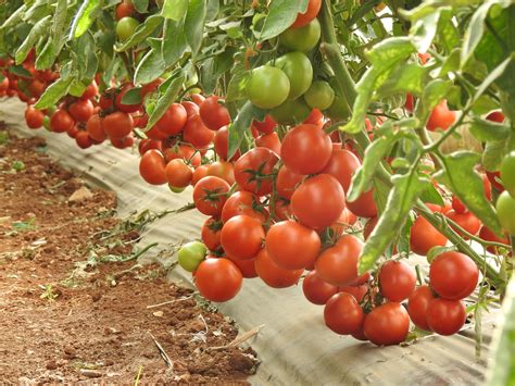 Cs 2203 Centric Seeds