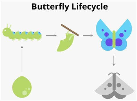 stages of the activity lifecycle android developers