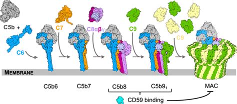 Schematic Of Mac Assembly The Mac Pore Is Formed From The Sequential Download Scientific