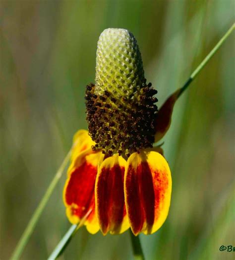 Cone Bruce Gill Restorative Landscape Design Using Native Plants And