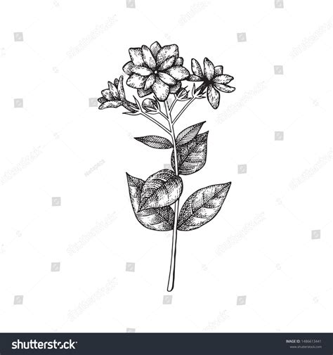 Jasmine Sampaguita Photos And Images