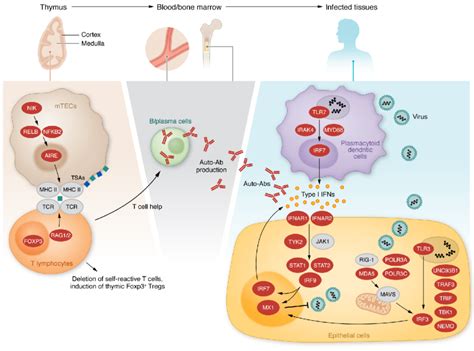 Inborn Errors Of Type I Ifn Immunity Or Tolerance Left Middle Download Scientific Diagram