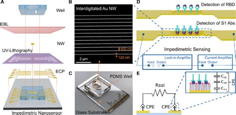 A Schematic Representation Of The Impedimetric Nanobiosensor Download Scientific Diagram