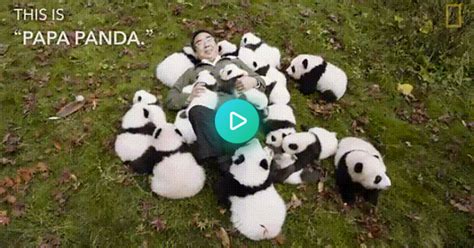 Surrounded By Pandas  On Imgur