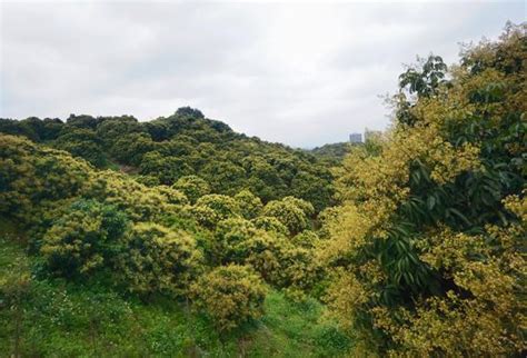 广西北流荔花笑春风 果农望丰收 频道 东方养生