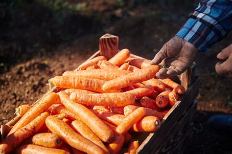 농장에서 당근으로 가득 찬 유기농 상자를 확인하는 농부 가득 찬에 대한 스톡 사진 및 기타 이미지 가득 찬 검사 보기 나무 상자 Istock