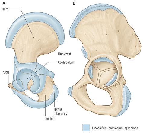 Pelvic Girdle Hip Gluteal Region And Thigh Clinical Tree