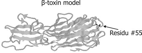 A Amino Acid Sequence Of Toxoid Download Scientific Diagram