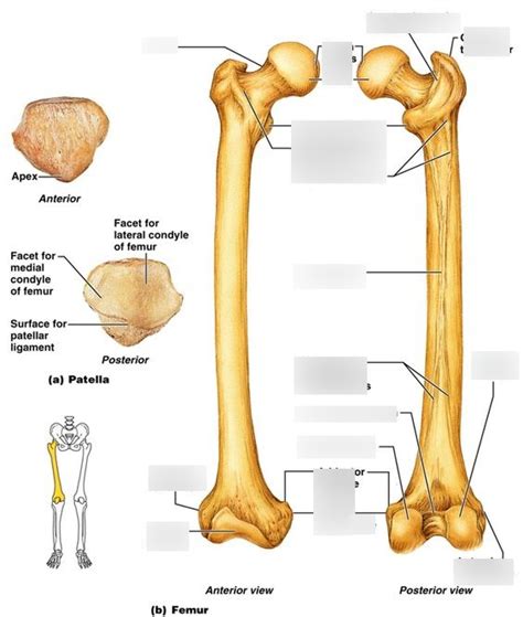 Diagram Of Femur Distal End Quizlet