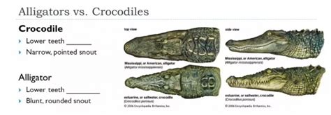 What Is The Difference Between Alligators And Crocodiles
