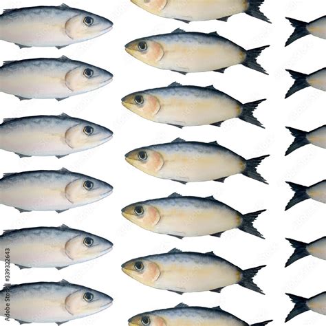 Hand Drawn Watercolor Seamless Pattern Of Sardine Pilchard For