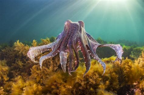 The Cuttlefish Mating Game Australian Photography
