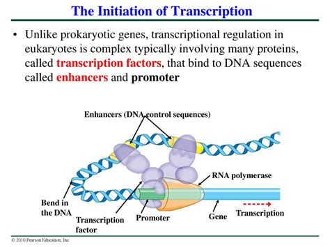 How Genes Are Controlled Ppt Download