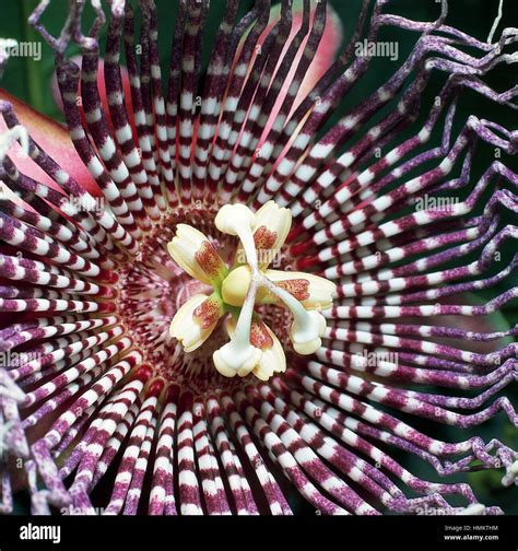 Passion Flower Passiflora X Caponi John Innes Passifloraceae Stock