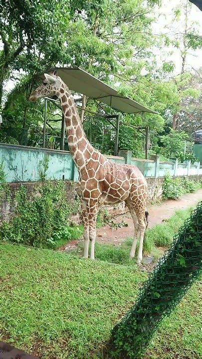 ජිරාෆ් Giraffe Youtube